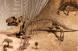 Paleontology Gallery - Texas Science & Natural History Museum