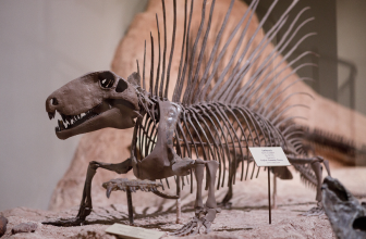 Paleontology Gallery - Texas Science & Natural History Museum